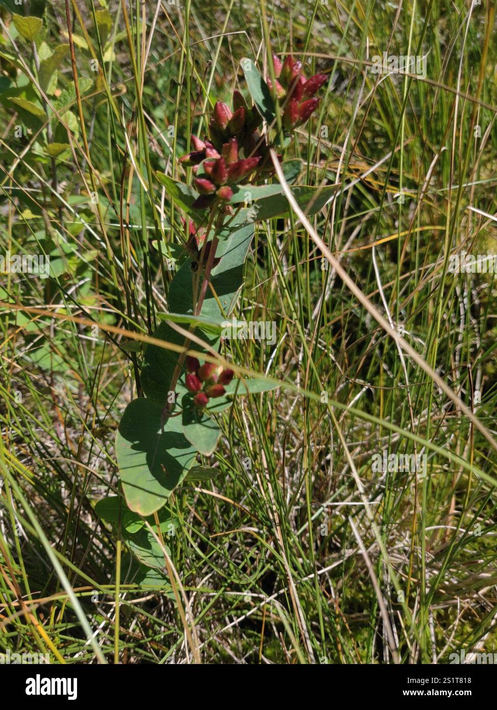 Fraser's marsh St. John's-wort (Hypericum fraseri Stock Photo - Alamy