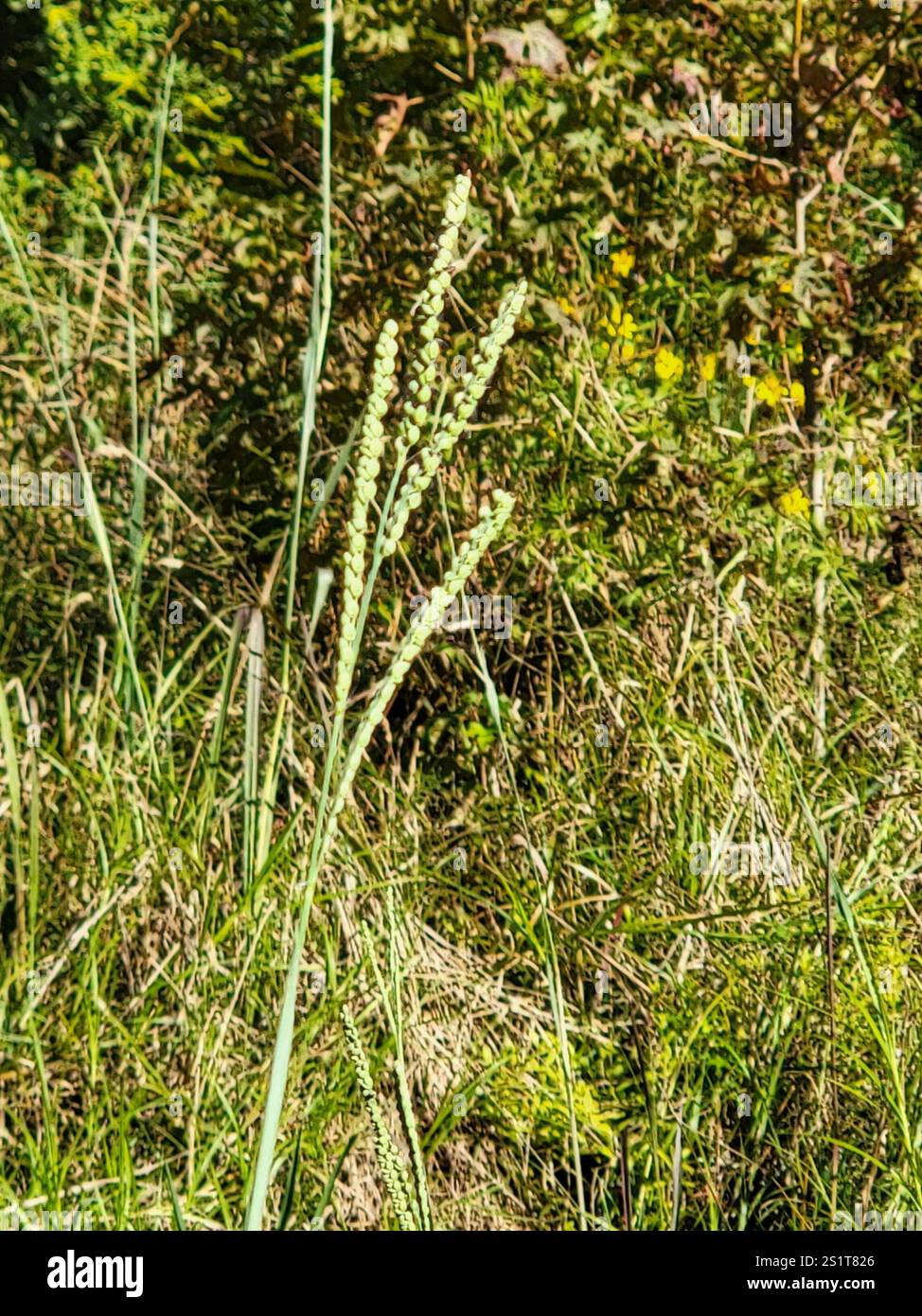 Florida paspalum (Paspalum floridanum Stock Photo - Alamy
