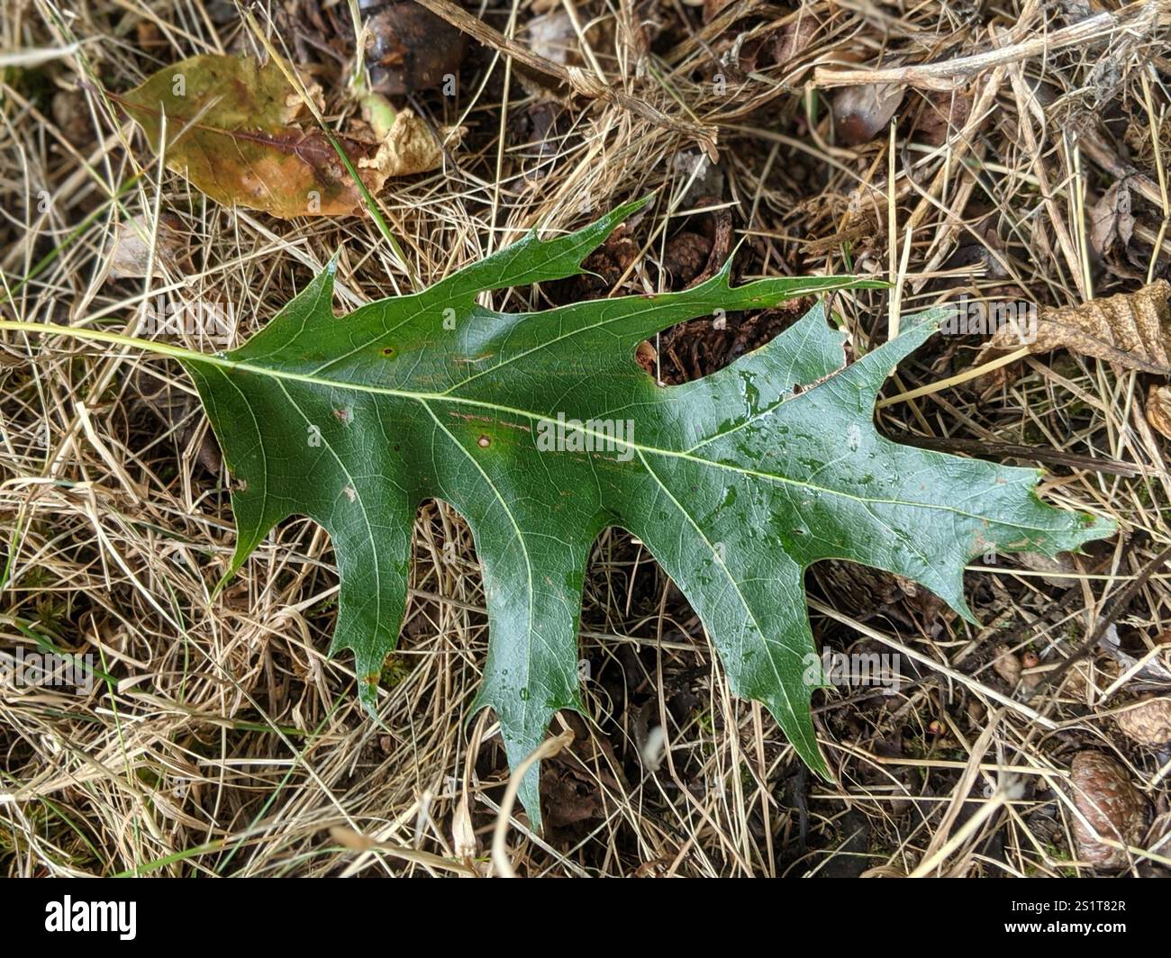 (Quercus rubra rubra Stock Photo - Alamy