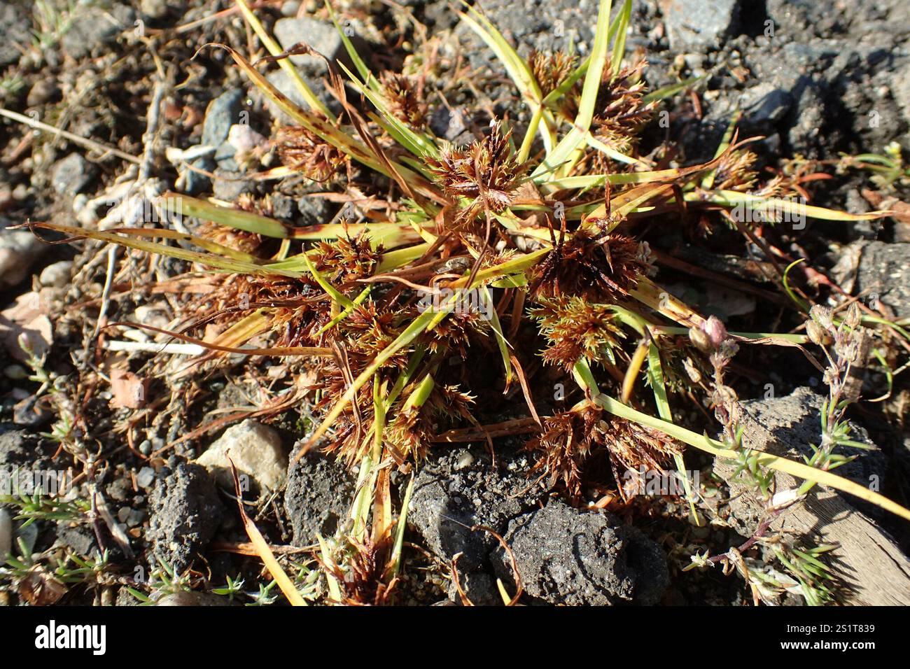 Bearded Flatsedge (Cyperus squarrosus Stock Photo - Alamy