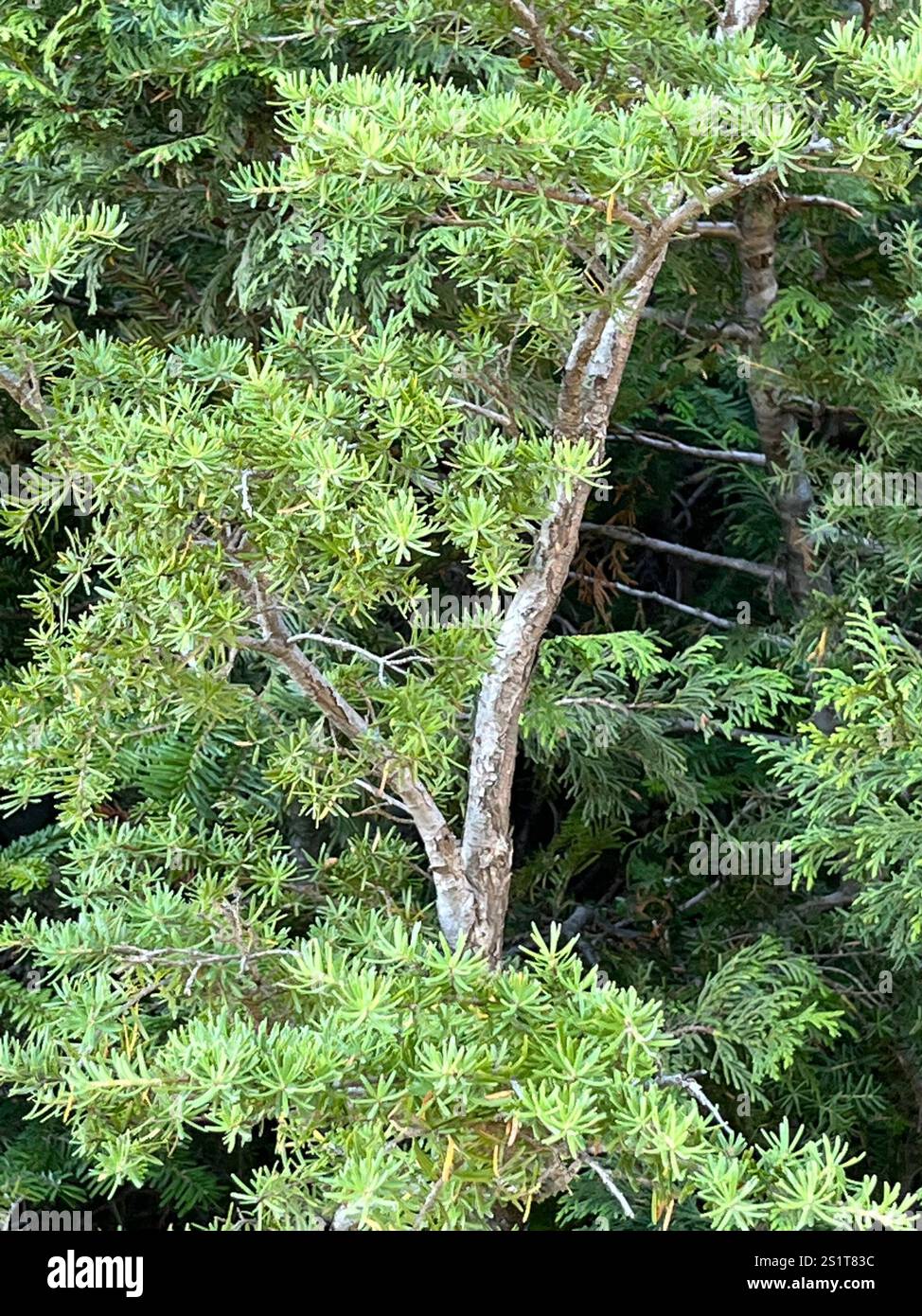 mountain hemlock (Tsuga mertensiana Stock Photo - Alamy