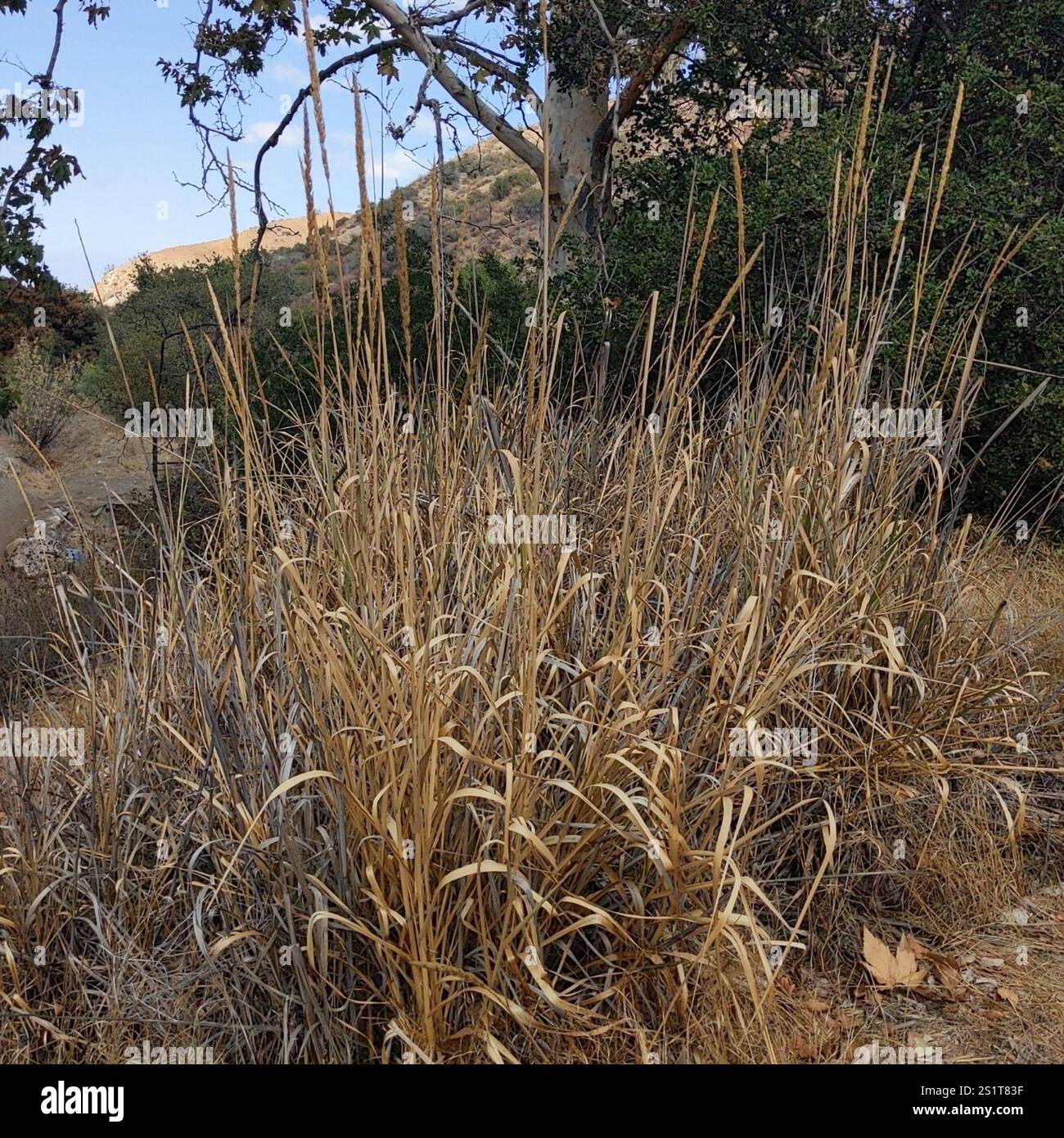giant wild rye (Leymus condensatus Stock Photo - Alamy