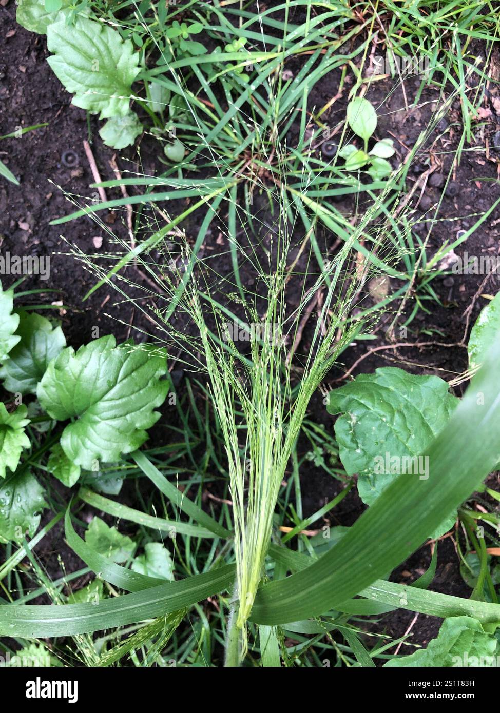 witch grass (Panicum capillare Stock Photo - Alamy