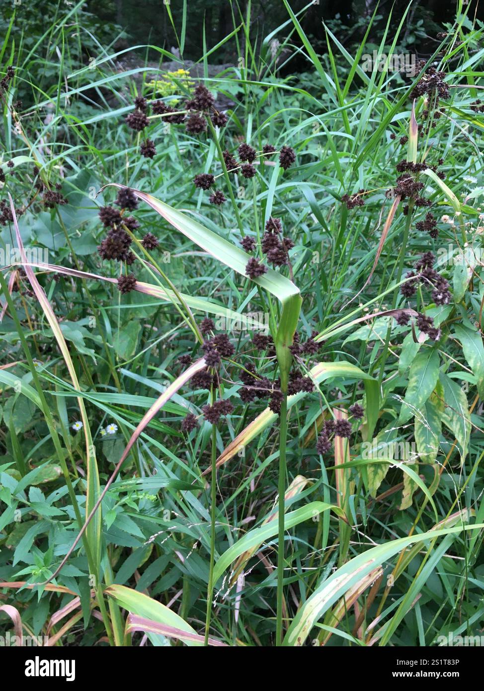 dark green bulrush (Scirpus atrovirens Stock Photo - Alamy