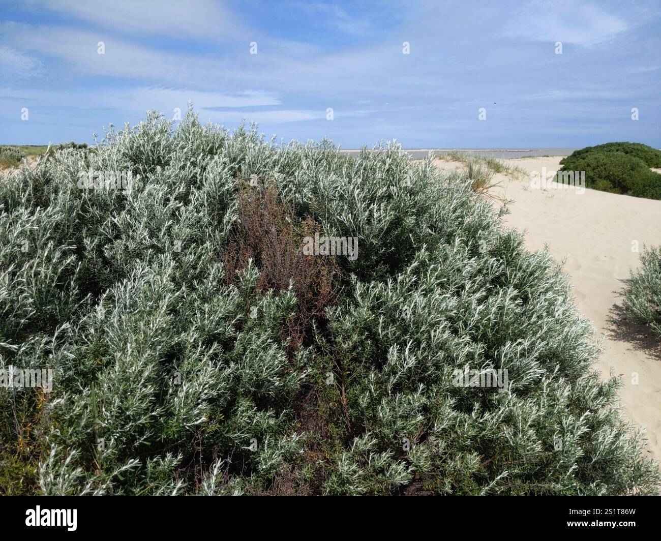 Coastal Daisy-Bush (Olearia axillaris Stock Photo - Alamy
