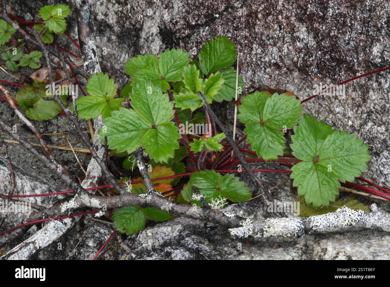 beach strawberry (Fragaria chiloensis Stock Photo - Alamy