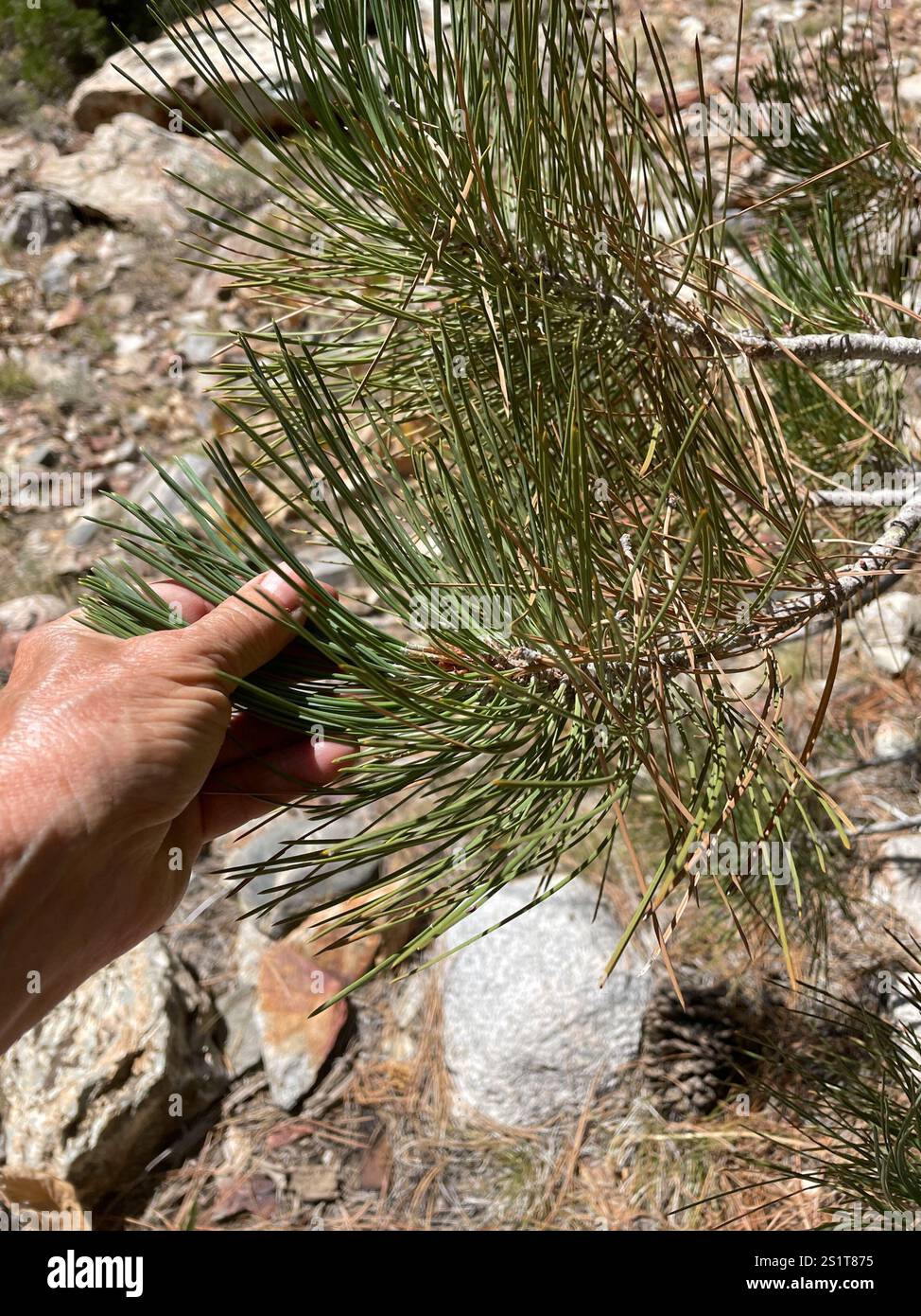 Jeffrey pine (Pinus jeffreyi Stock Photo - Alamy