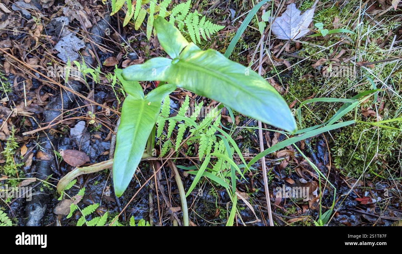Green Arrow Arum (Peltandra virginica Stock Photo - Alamy