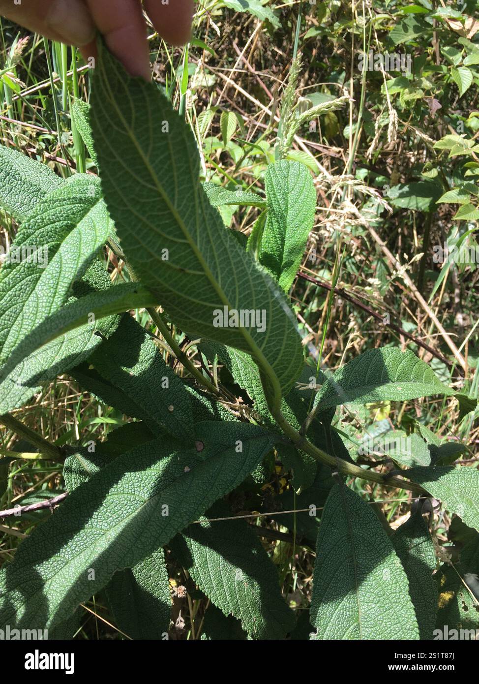 Lippia hirsuta hi-res stock photography and images - Alamy