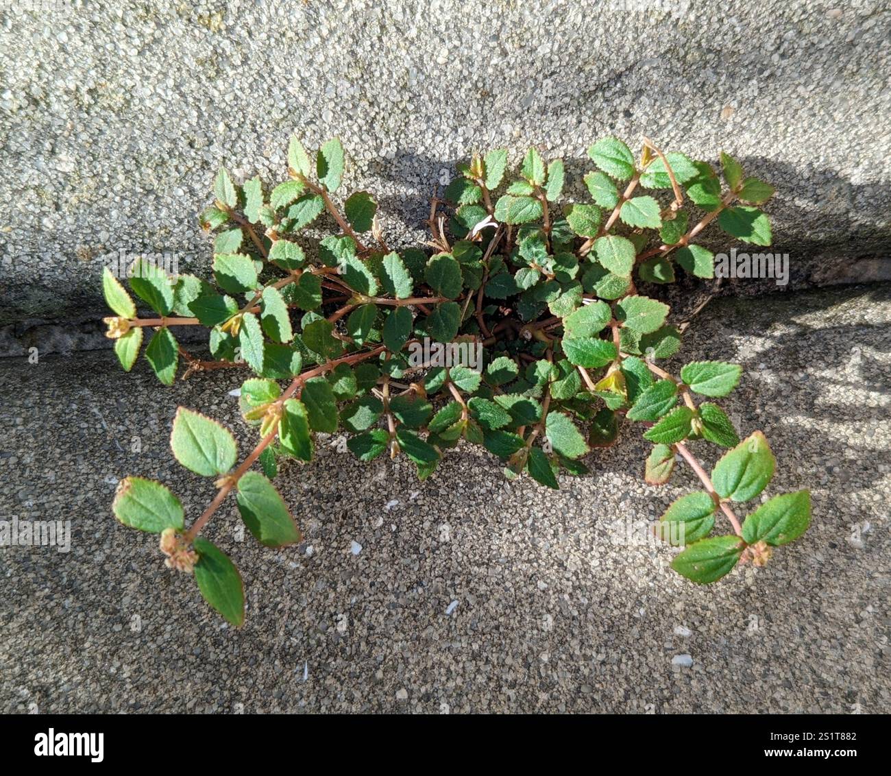 Florida Hammock Sandmat (Euphorbia ophthalmica Stock Photo - Alamy