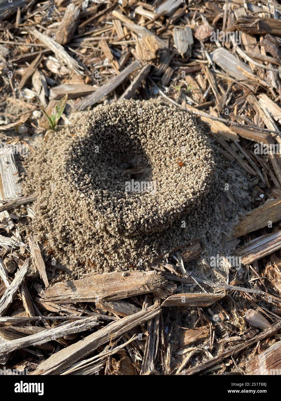 Yellow Pyramid Ant (Dorymyrmex flavus Stock Photo - Alamy
