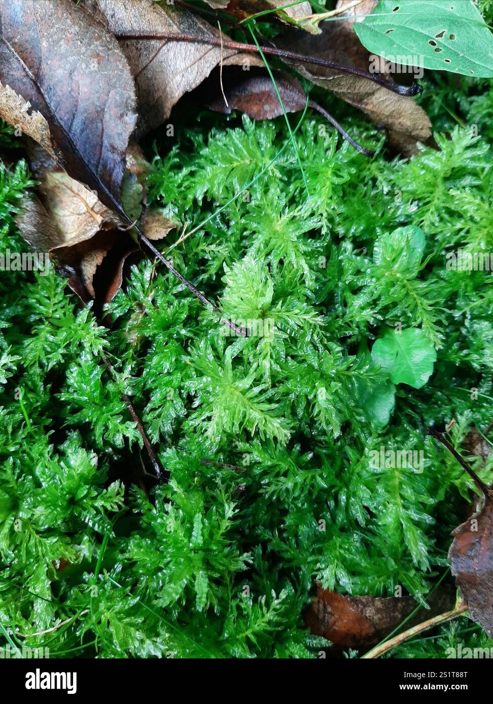 Palm-tree Moss (Plagiomnium undulatum Stock Photo - Alamy