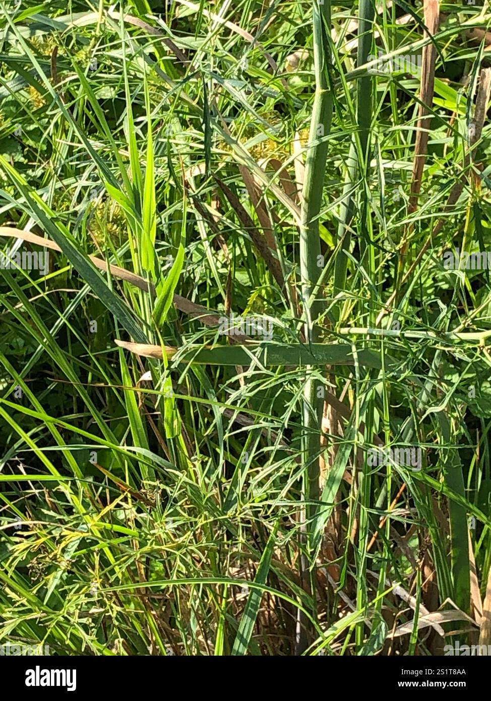 bulblet-bearing water hemlock (Cicuta bulbifera Stock Photo - Alamy