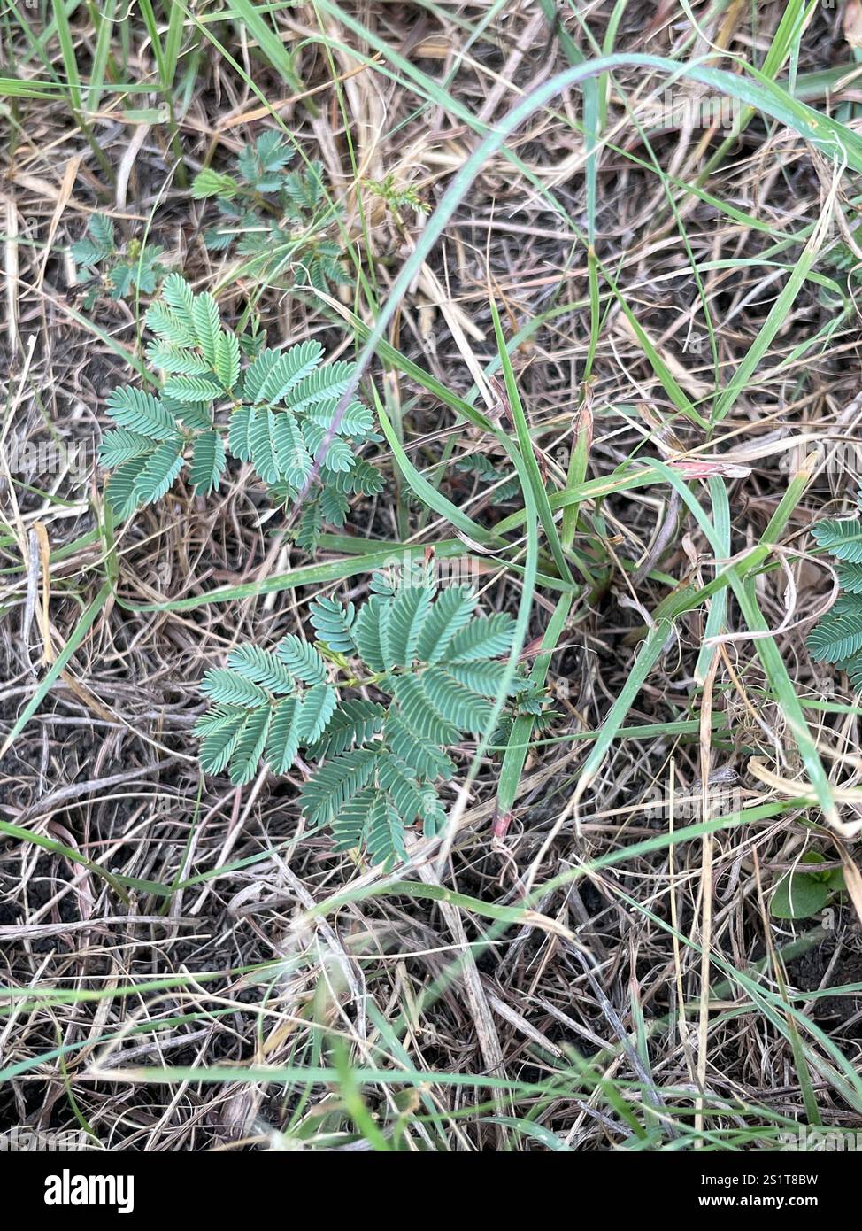 Illinois bundleflower (Desmanthus illinoensis Stock Photo - Alamy
