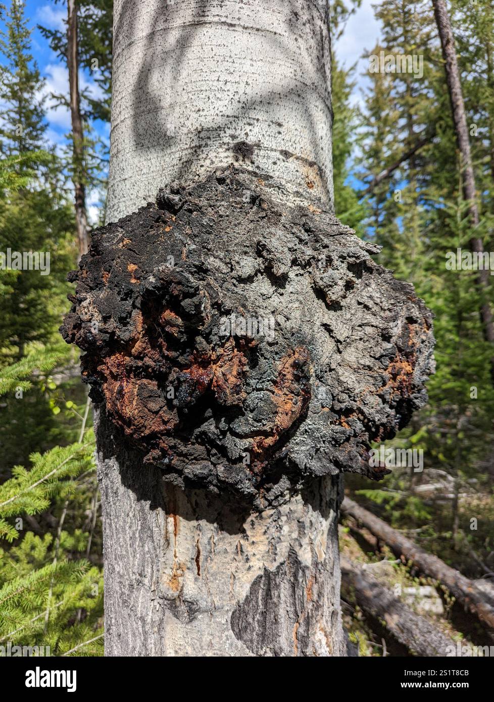 Corky bark disease (Diplodia tumefaciens Stock Photo - Alamy