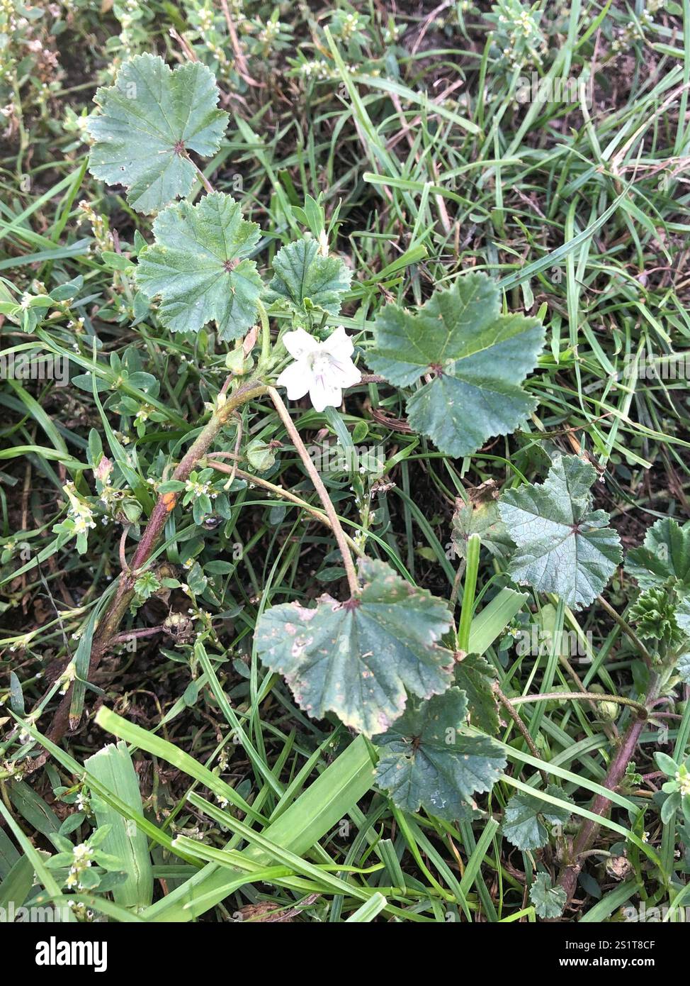 dwarf mallow (Malva neglecta Stock Photo - Alamy