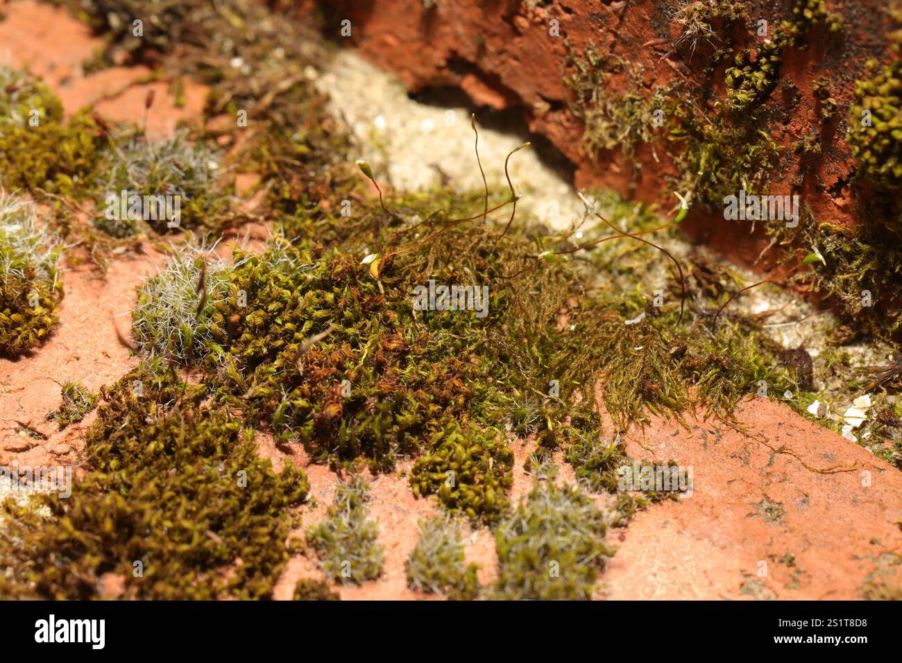 Wall Screw-moss (Tortula muralis Stock Photo - Alamy