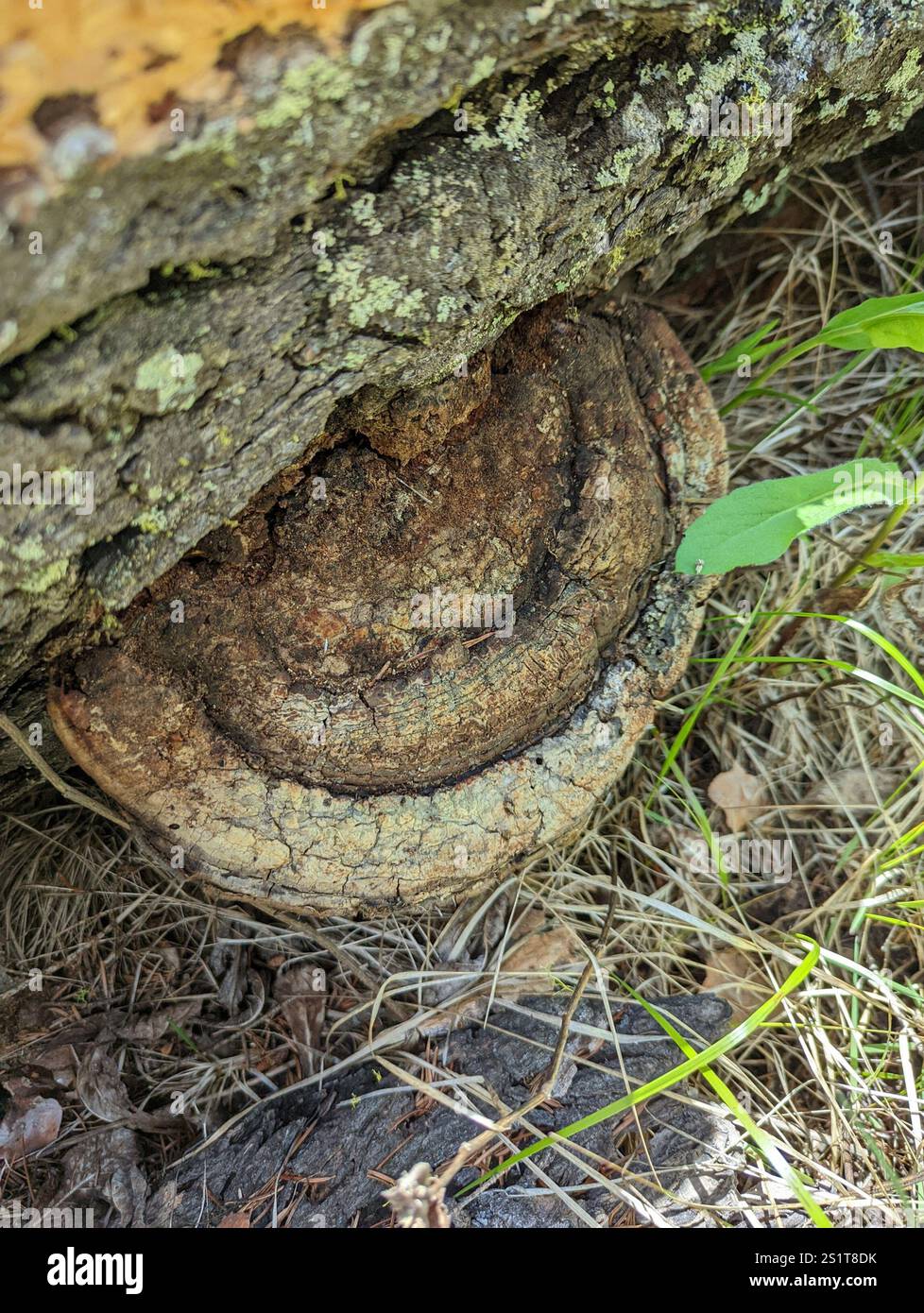 Northern Red Belt (Fomitopsis mounceae Stock Photo - Alamy
