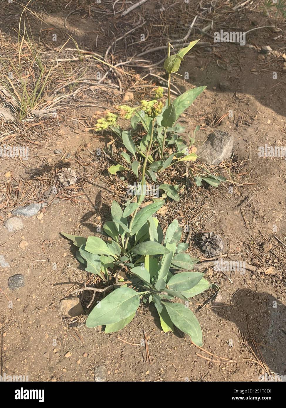Glaucous Beardtongue (Penstemon euglaucus Stock Photo - Alamy