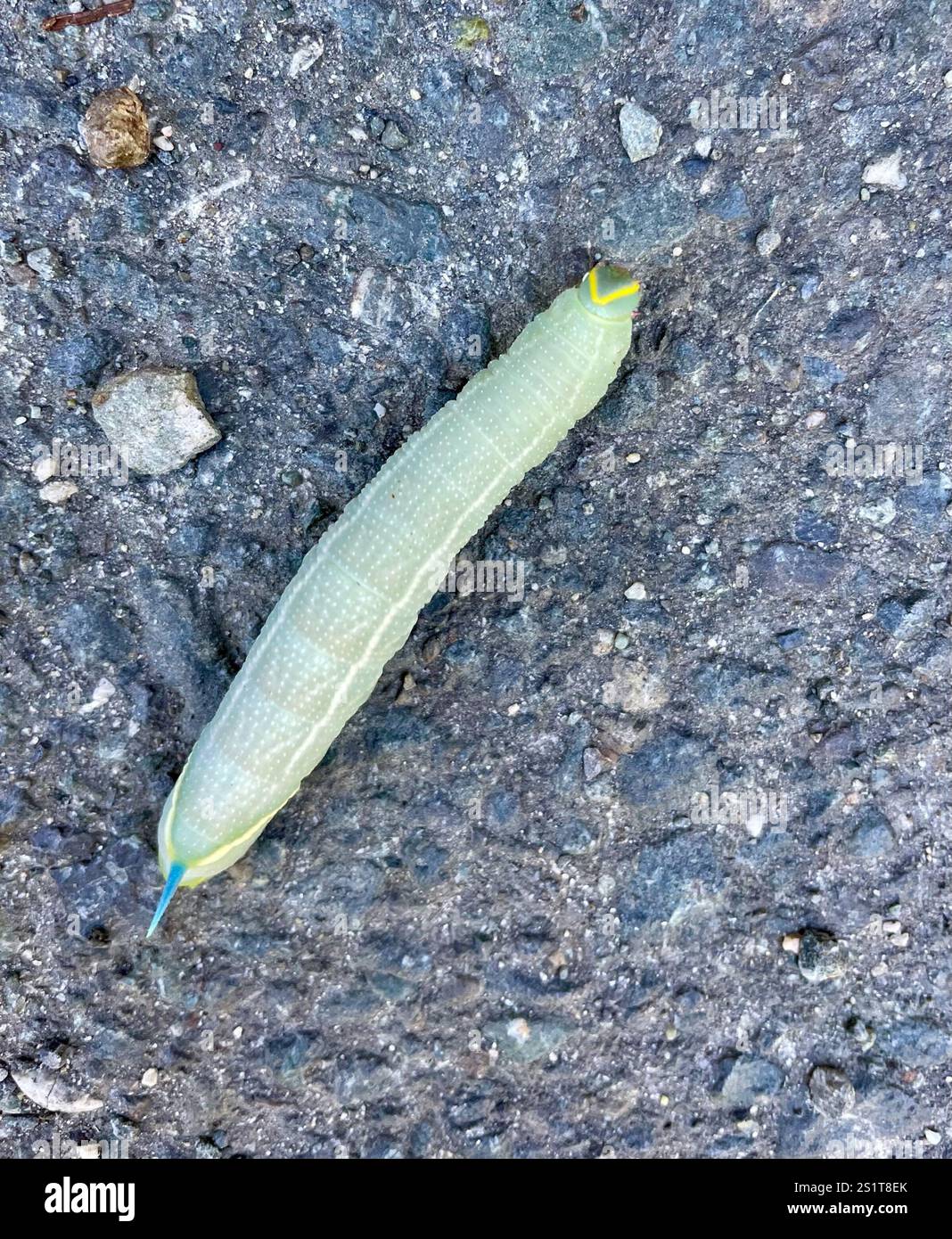Western Eyed Sphinx (Smerinthus ophthalmica Stock Photo - Alamy