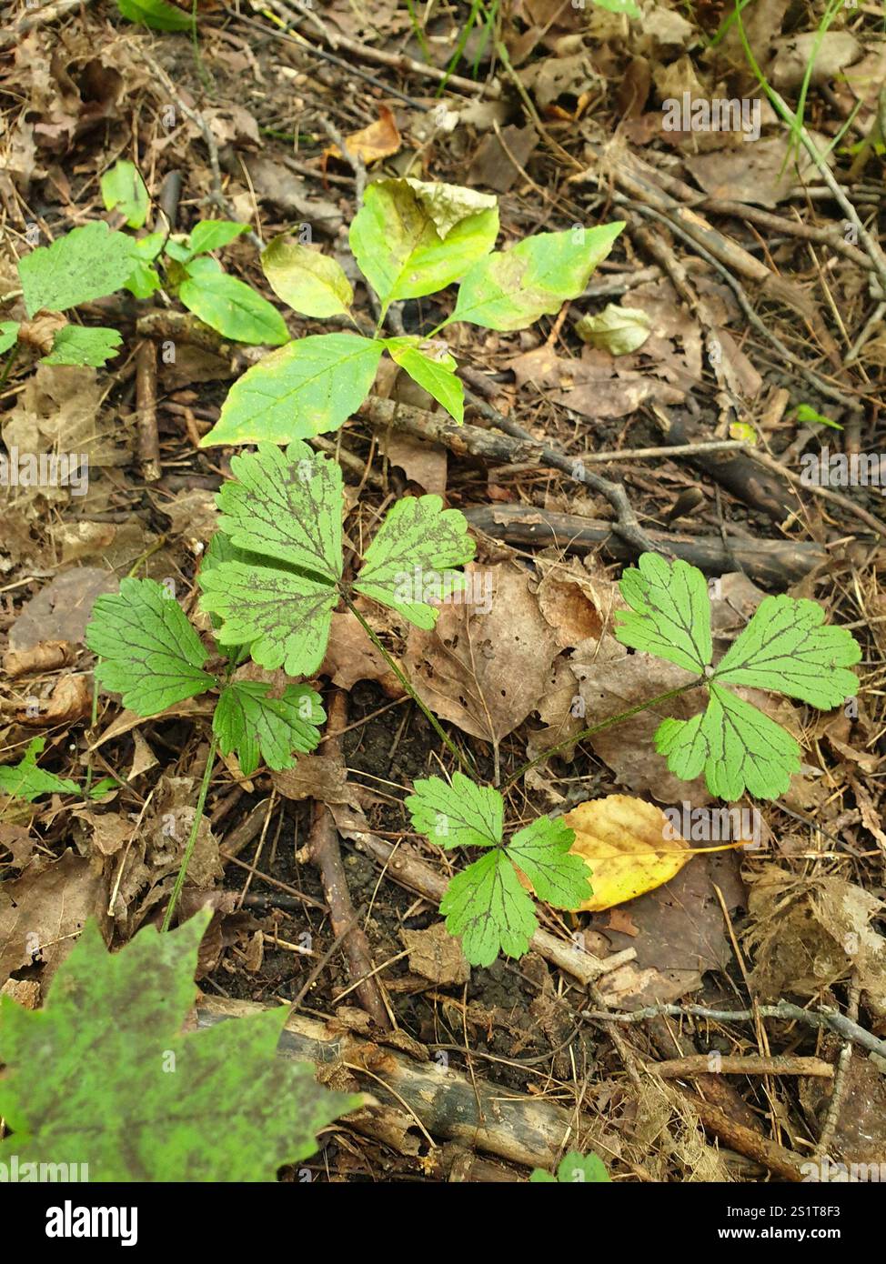 Appalachian barren-strawberry (Waldsteinia fragarioides Stock Photo - Alamy