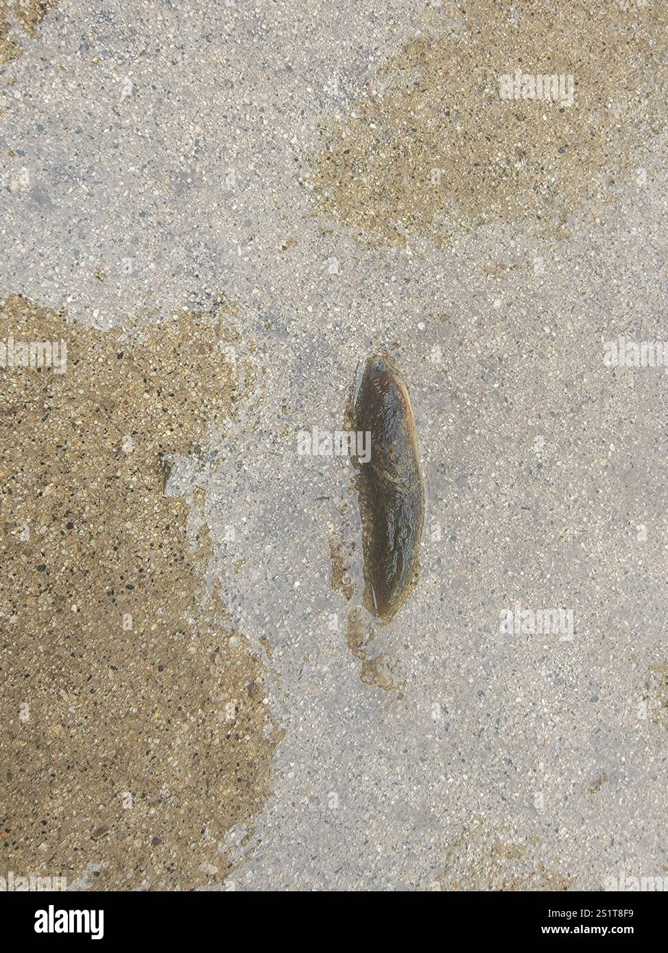 Yellow Cellar Slug (Limacus flavus Stock Photo - Alamy