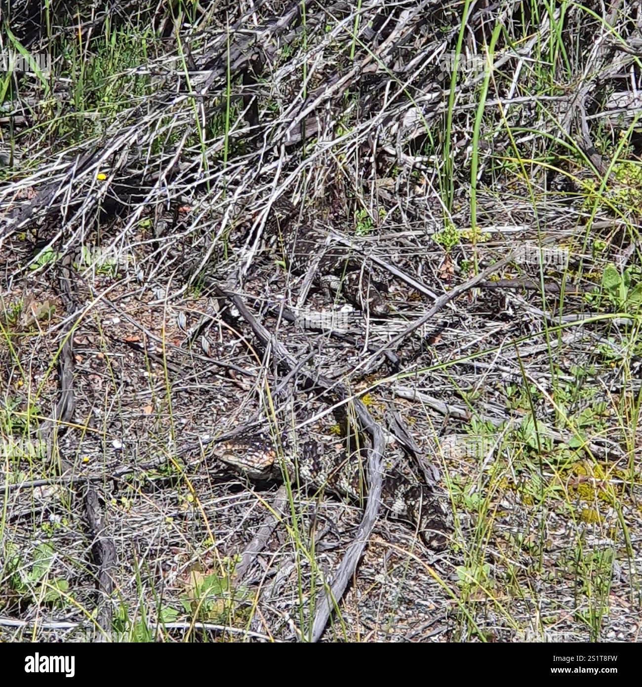 Shingleback (Tiliqua rugosa Stock Photo - Alamy