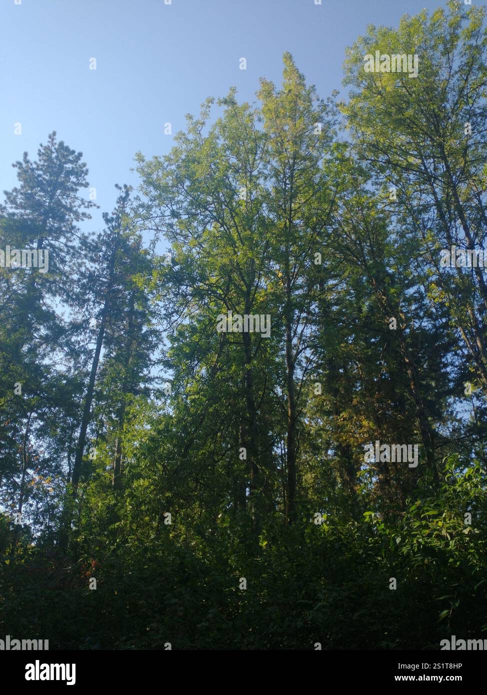 Oregon Ash (Fraxinus latifolia Stock Photo - Alamy