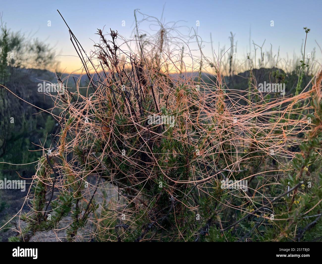 California dodder (Cuscuta californica Stock Photo - Alamy