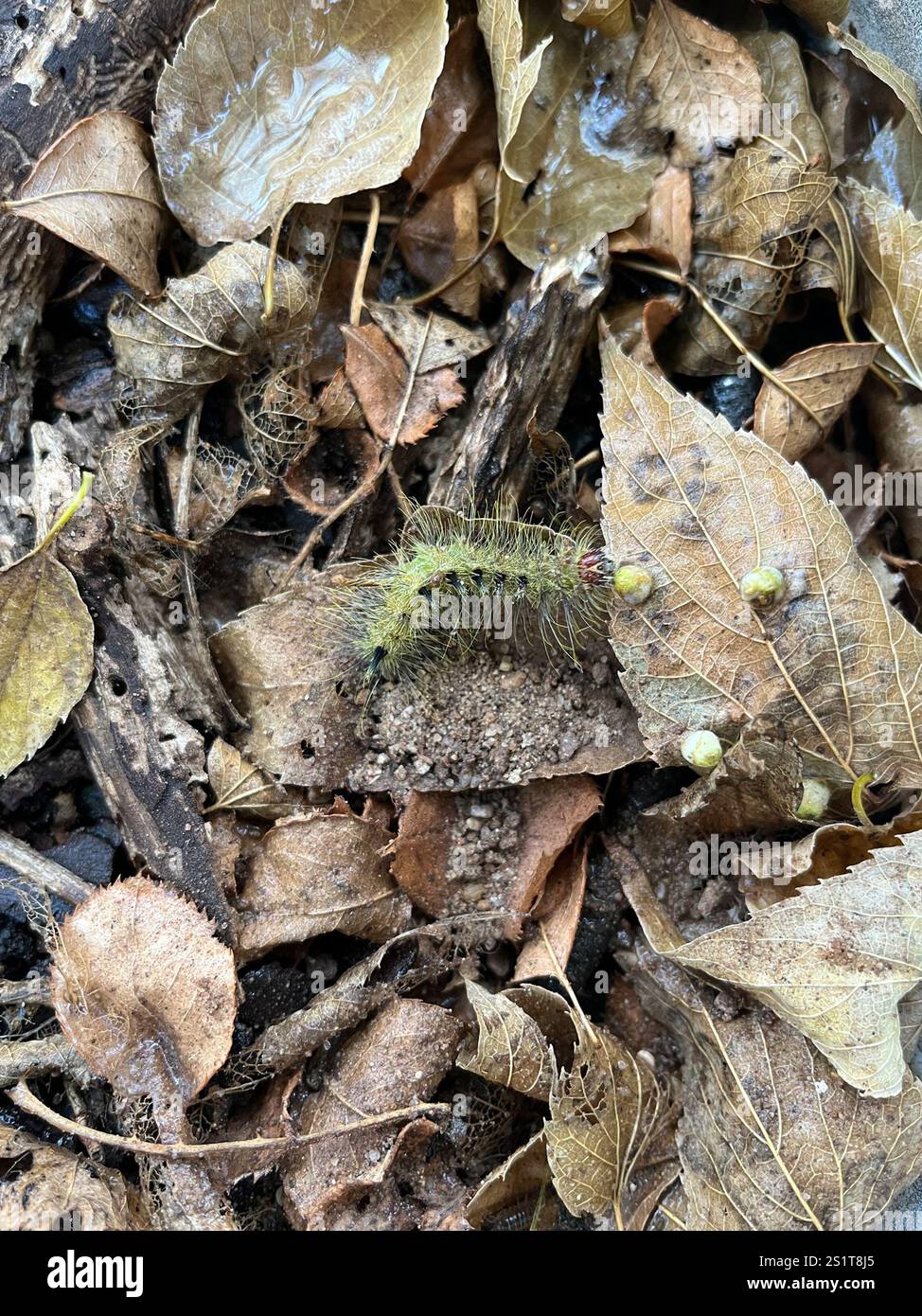 Hackberry Dagger (Acronicta rubricoma Stock Photo - Alamy