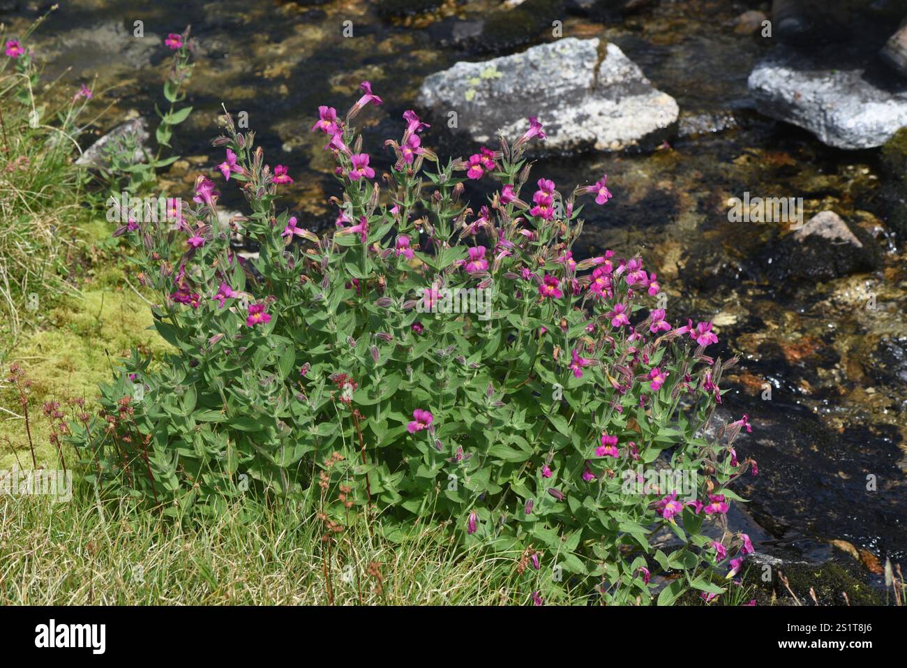 Lewis' monkeyflower (Erythranthe lewisii Stock Photo - Alamy