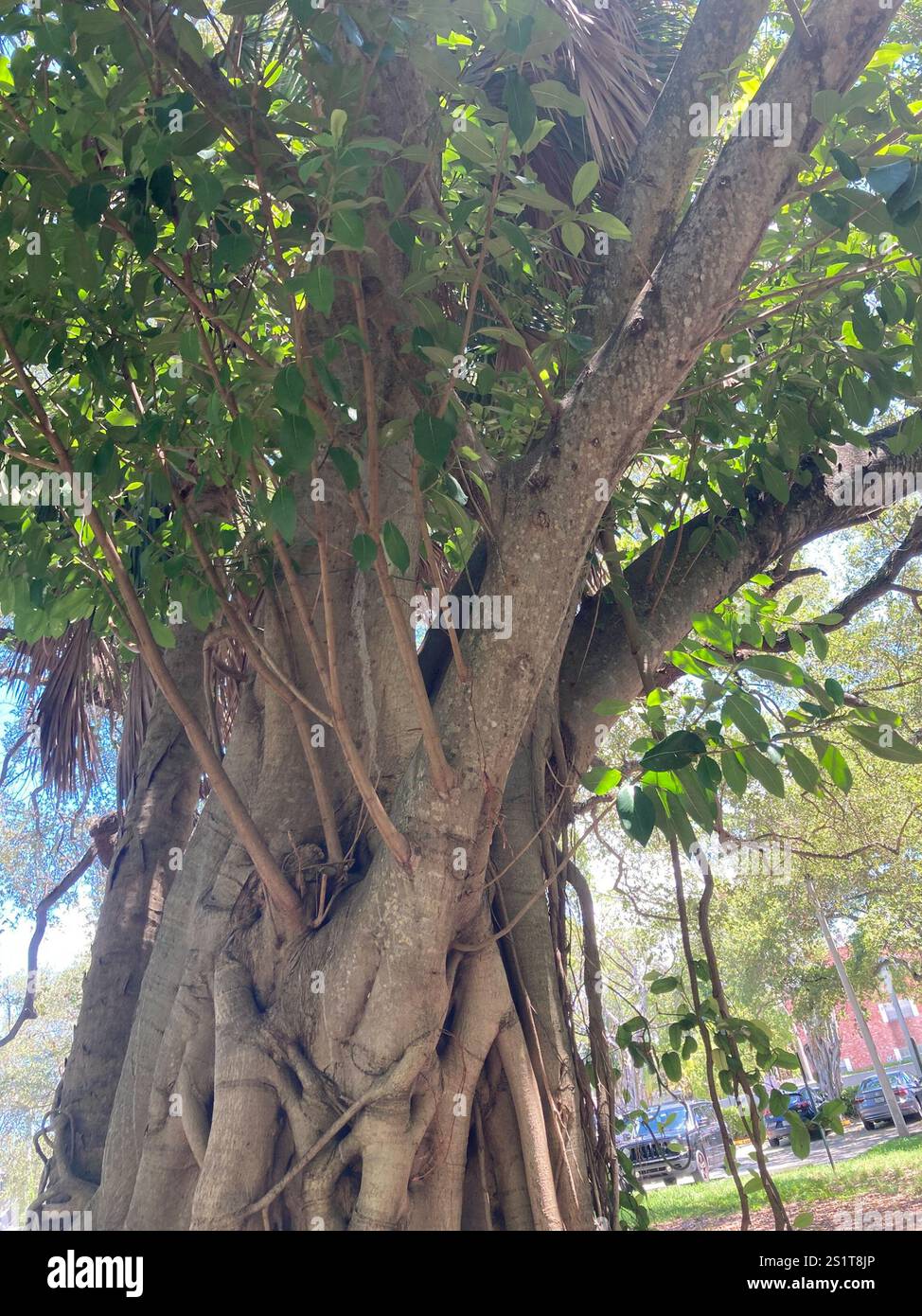 Florida Strangler Fig (Ficus aurea Stock Photo - Alamy