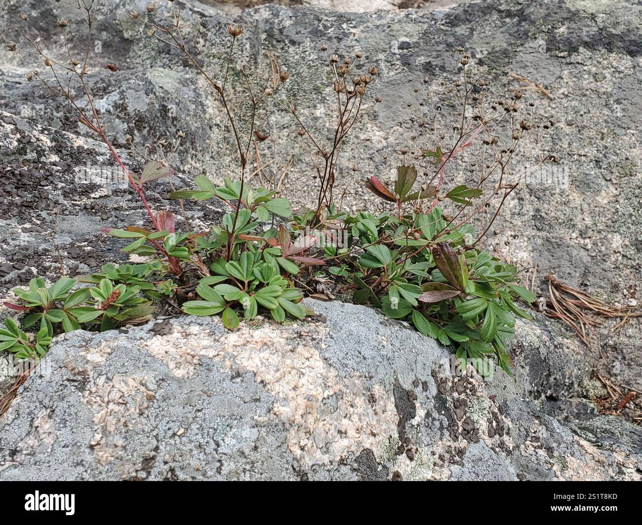 three-toothed cinquefoil (Sibbaldiopsis tridentata Stock Photo - Alamy