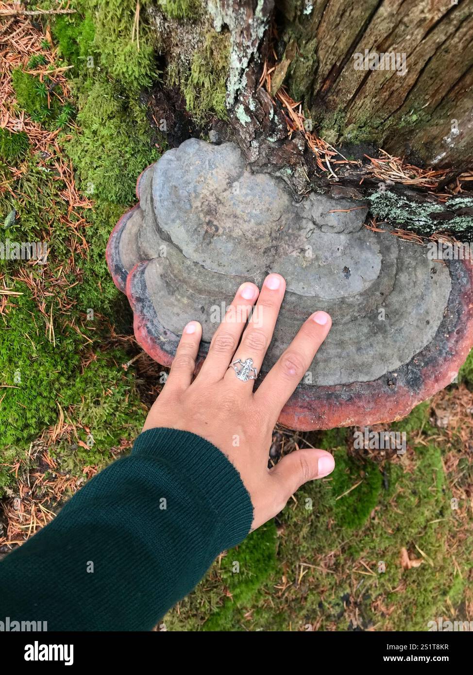 Red-banded Polypore (Fomitopsis pinicola Stock Photo - Alamy