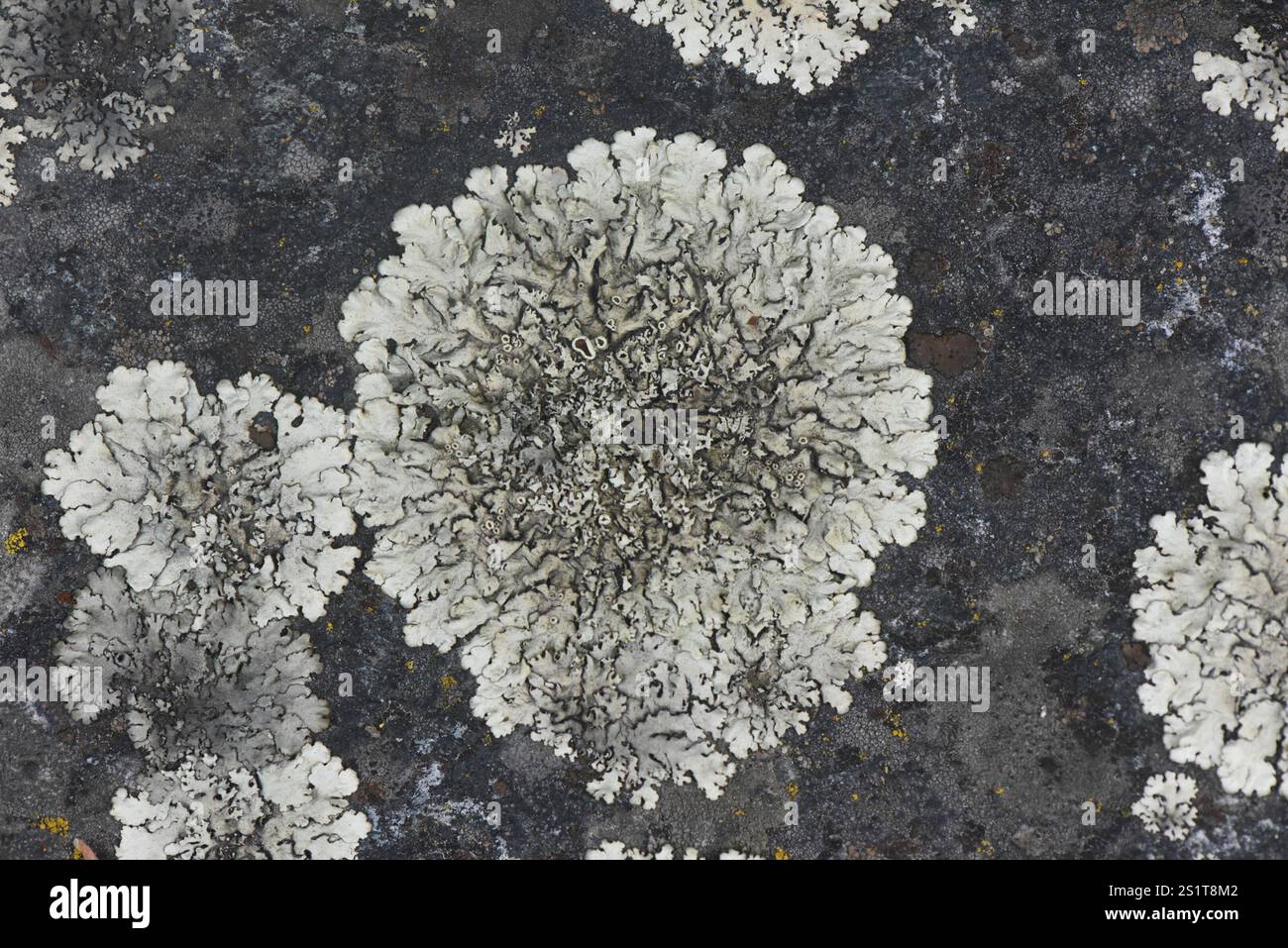 rock shield lichens (Xanthoparmelia Stock Photo - Alamy