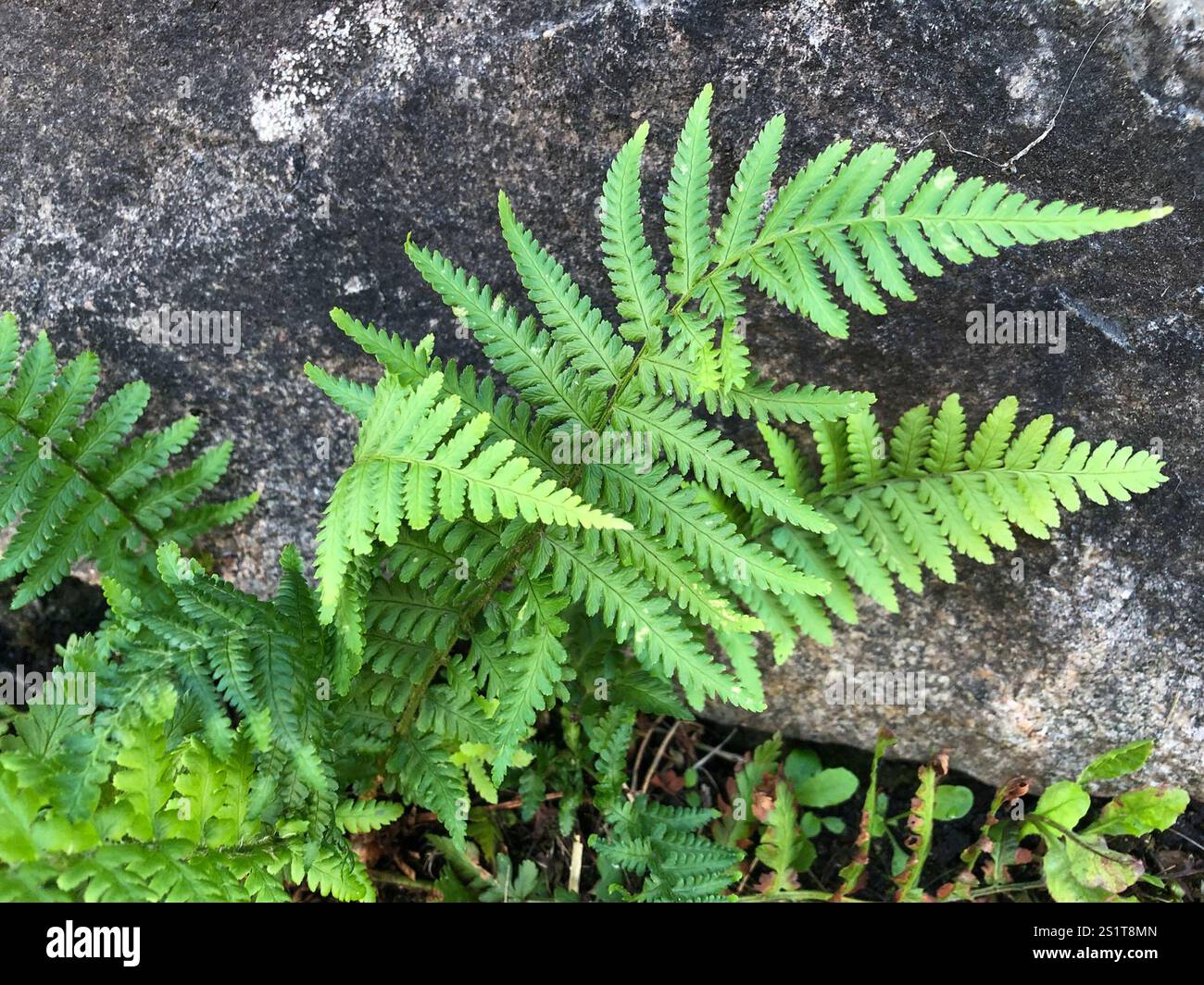 male fern (Dryopteris filix-mas Stock Photo - Alamy