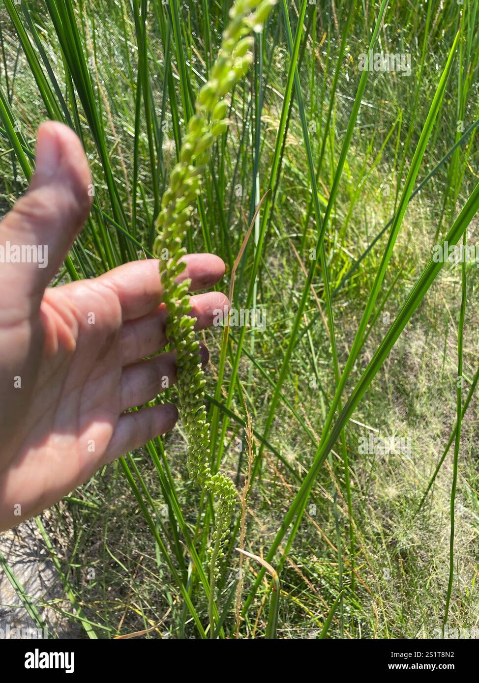 common arrowgrass (Triglochin maritima Stock Photo - Alamy