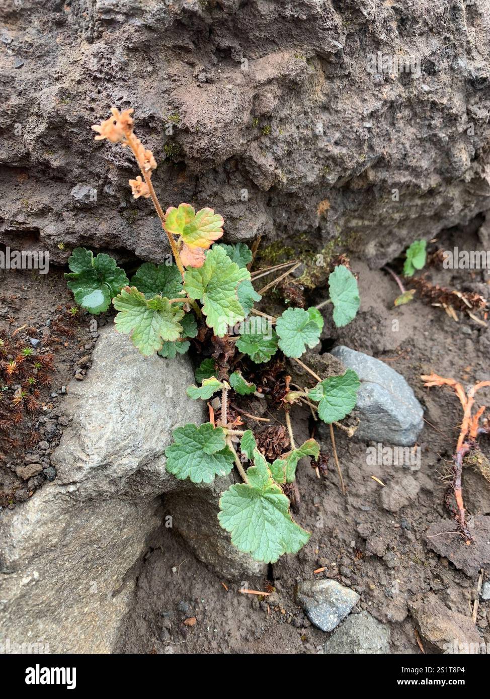 Elmera (Elmera racemosa Stock Photo - Alamy