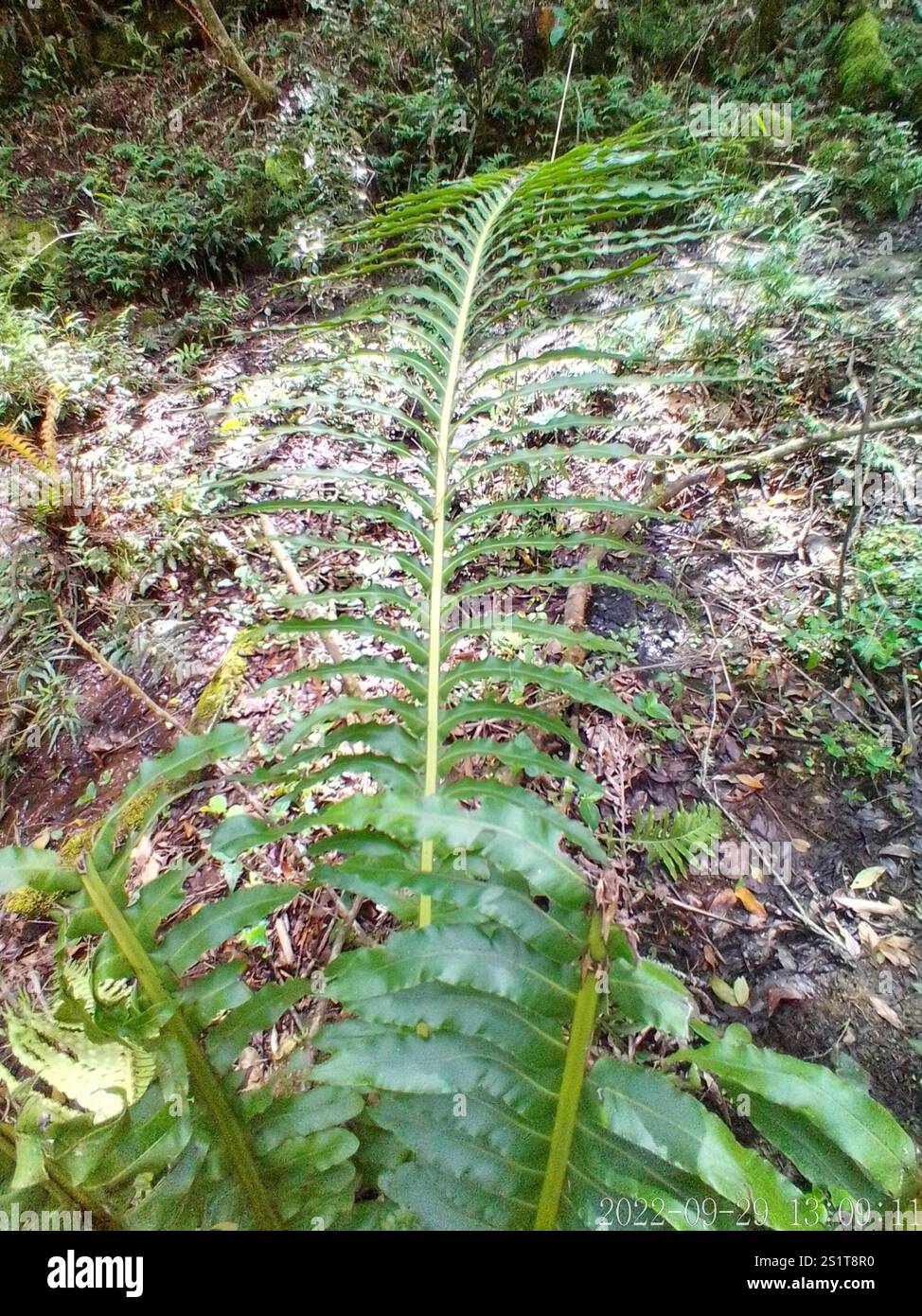 Brazilian tree-fern (Blechnum brasiliense Stock Photo - Alamy