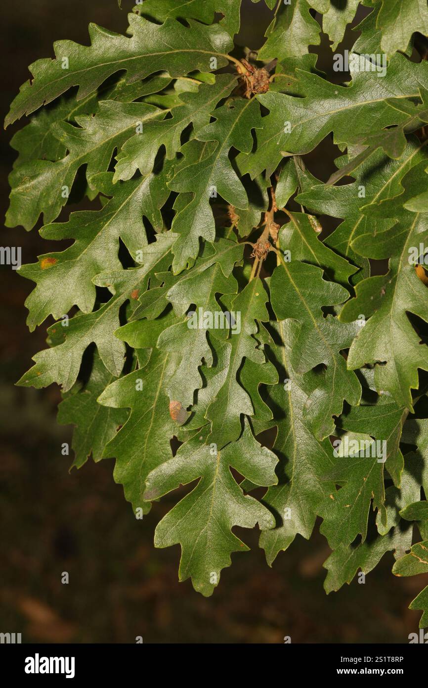 Turkey Oak (Quercus cerris Stock Photo - Alamy