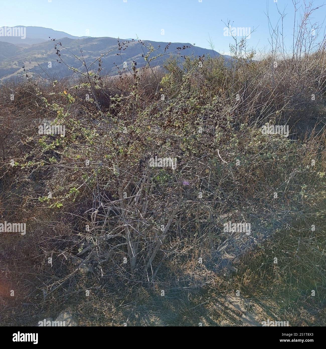 southern coastal bushmallow (Malacothamnus fasciculatus Stock Photo - Alamy