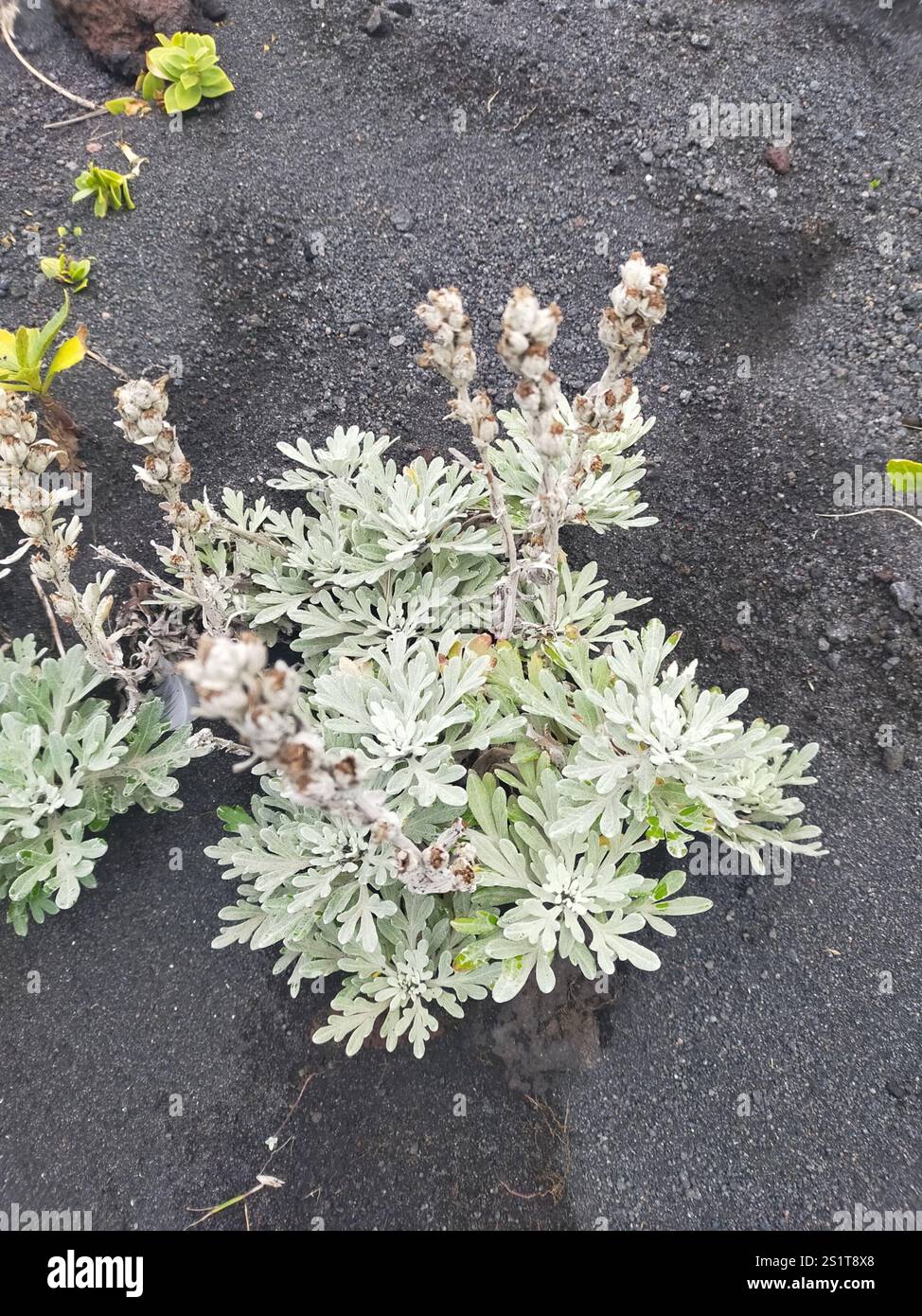 Hoary Mugwort (Artemisia stelleriana Stock Photo - Alamy