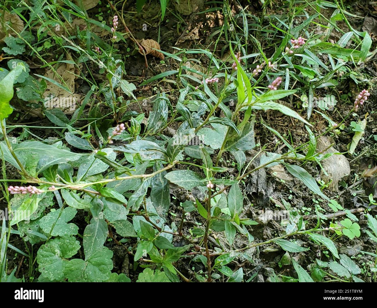 low smartweed (Persicaria longiseta Stock Photo - Alamy