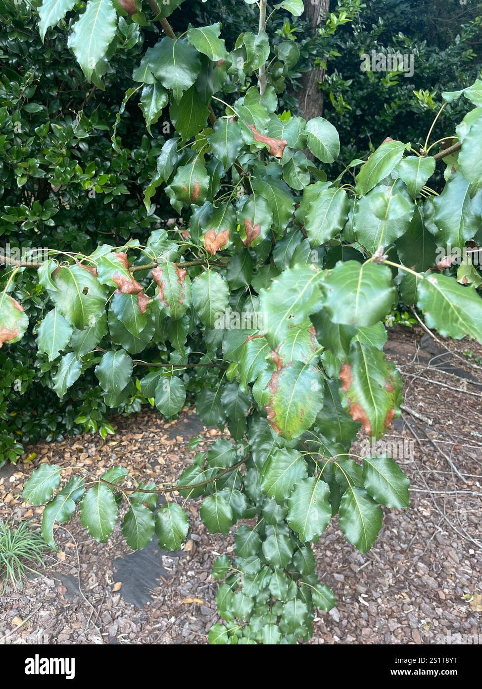 Callery pear (Pyrus calleryana Stock Photo - Alamy