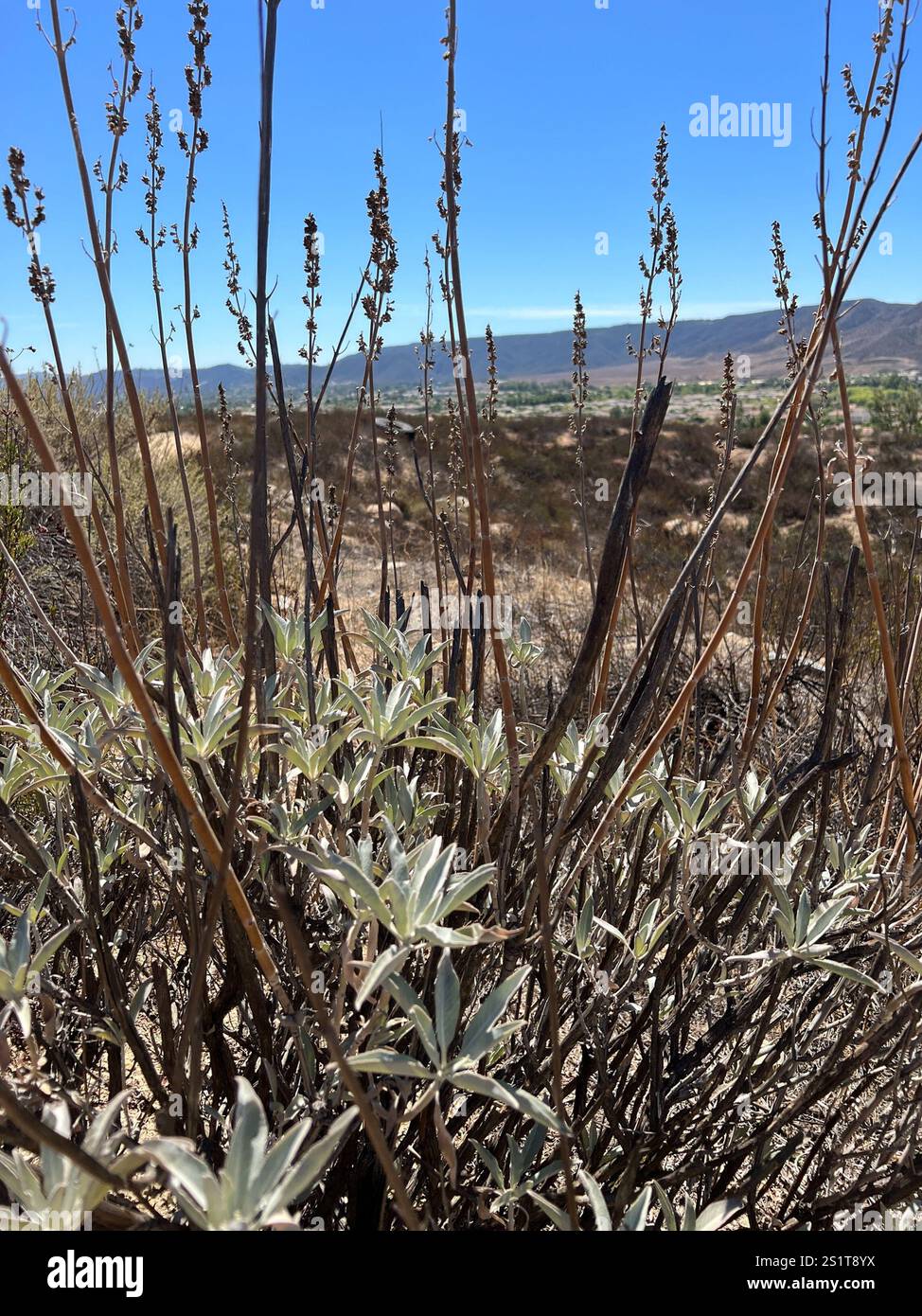 white sage (Salvia apiana Stock Photo - Alamy