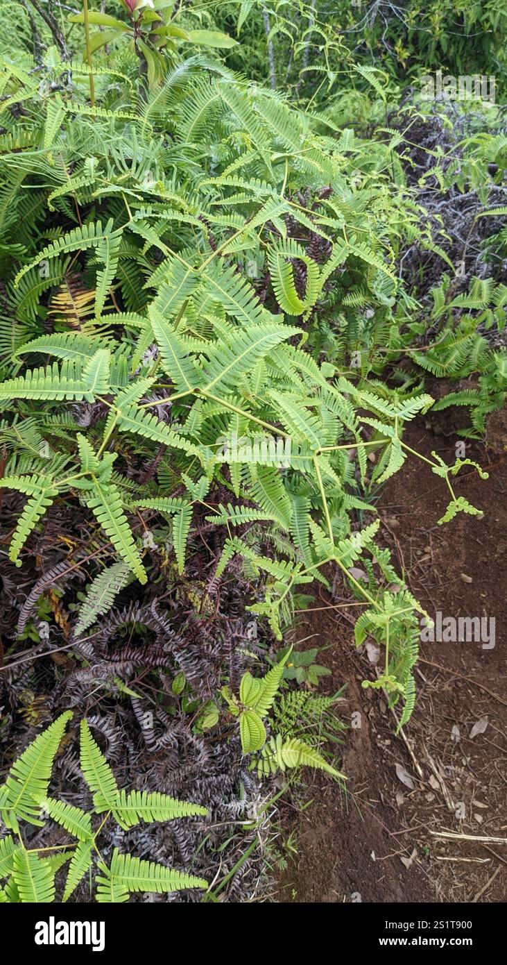 false staghorn fern (Dicranopteris linearis Stock Photo - Alamy