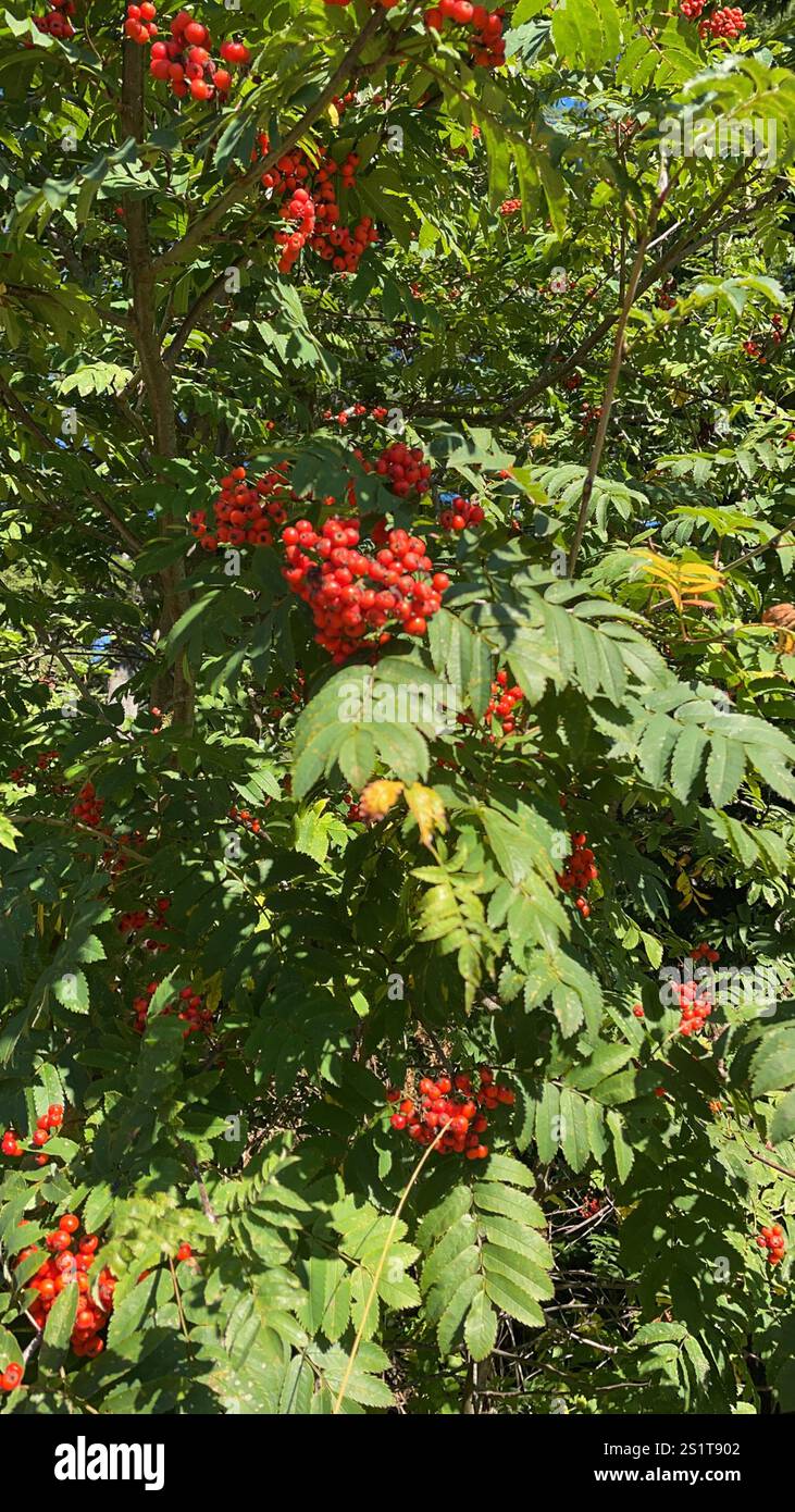 European mountain ash (Sorbus aucuparia Stock Photo - Alamy