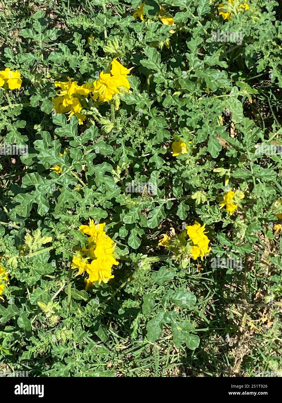 buffalo-bur (Solanum rostratum Stock Photo - Alamy