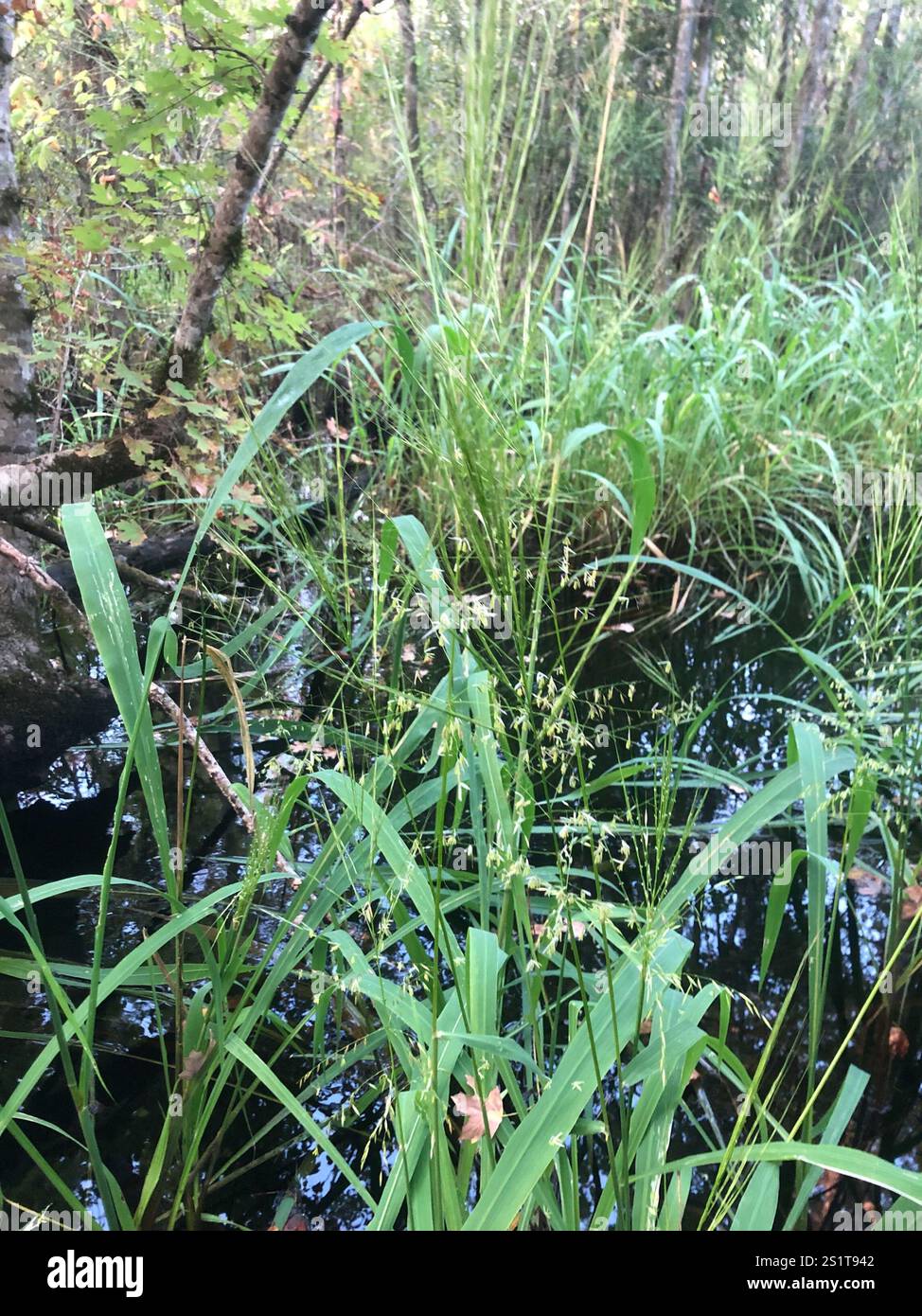 annual wild rice (Zizania aquatica Stock Photo - Alamy
