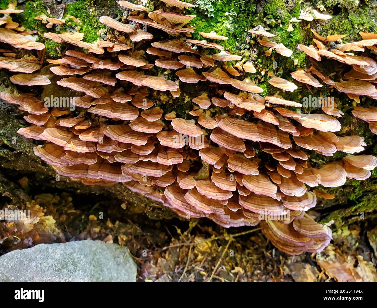 violet-toothed polypore (Trichaptum biforme Stock Photo - Alamy